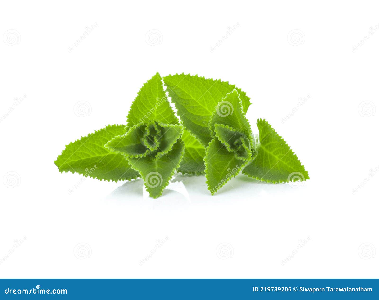 Indian Borage Leaves Isolated on White Background Stock Photo - Image ...