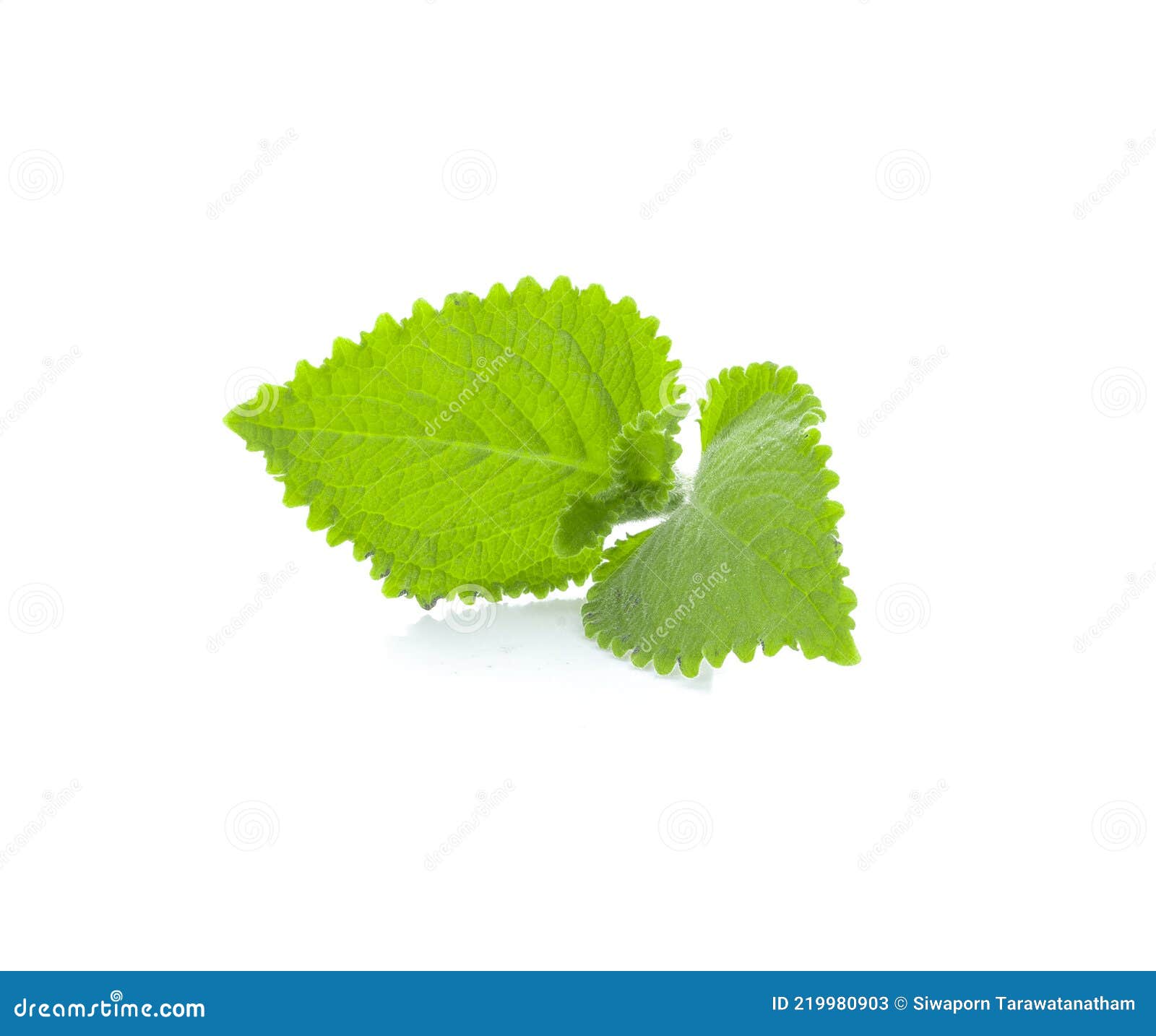 Indian Borage Leaves Isolated on White Background Stock Image - Image ...