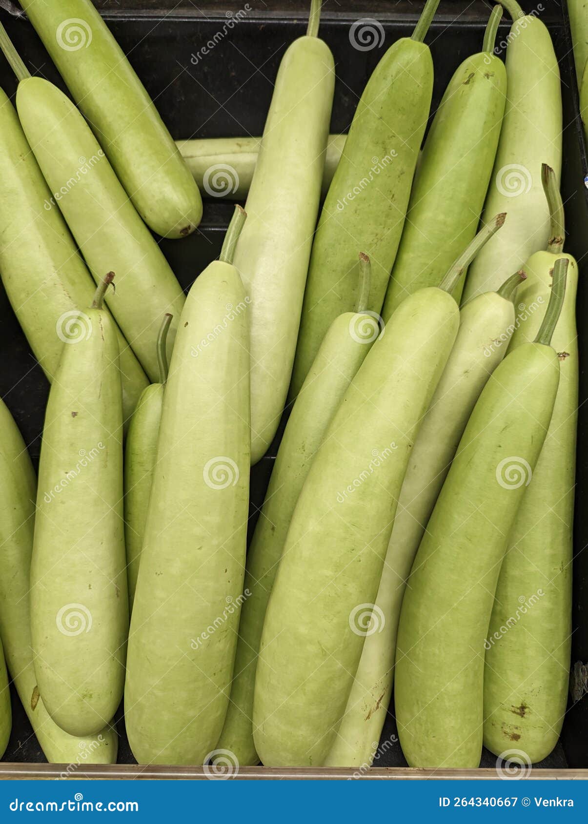 Indian Bottle Gourd Gheeya stock image. Image of indian - 264340667