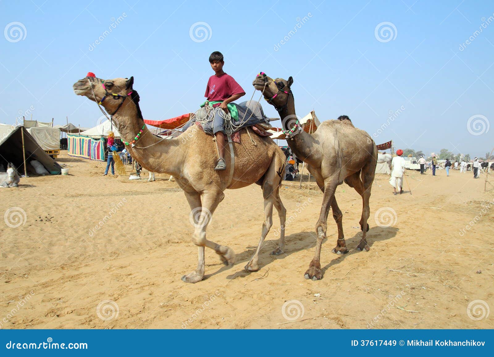 Indian Boy with Camels at Pushkar Camel Fair Editorial Stock Image ...