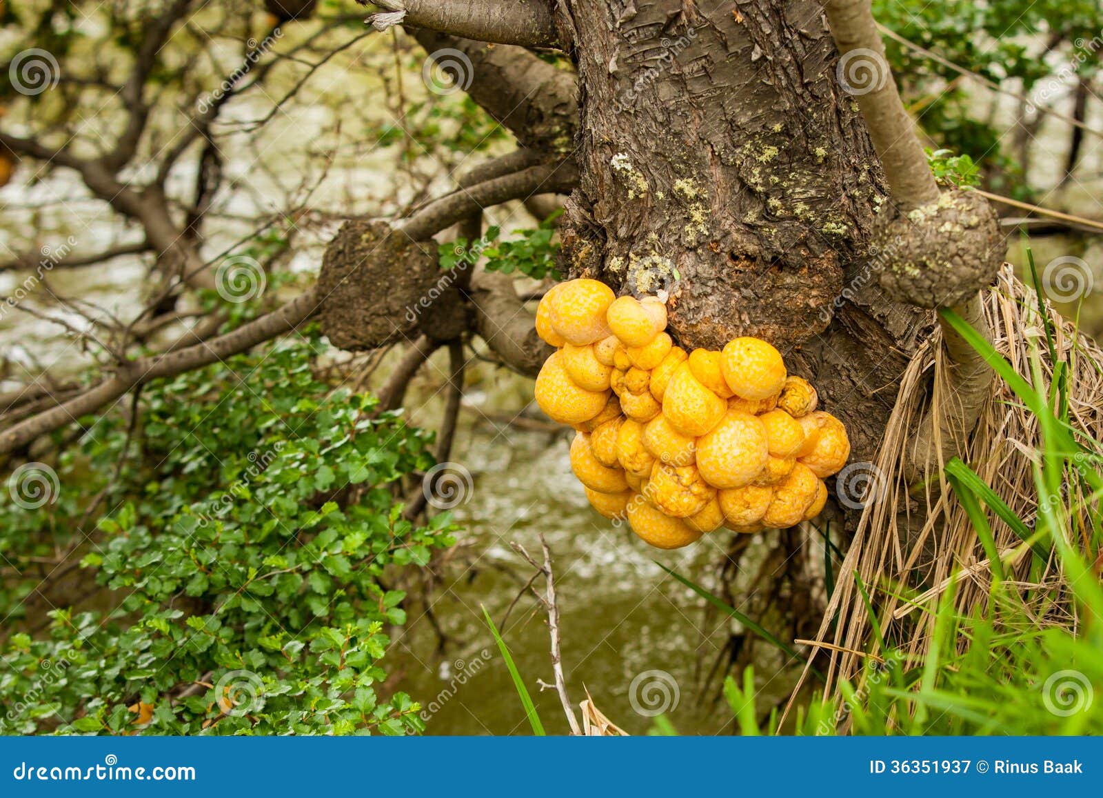 Indian Bread Fungus stock image. Image of beech, patagonia - 36351937