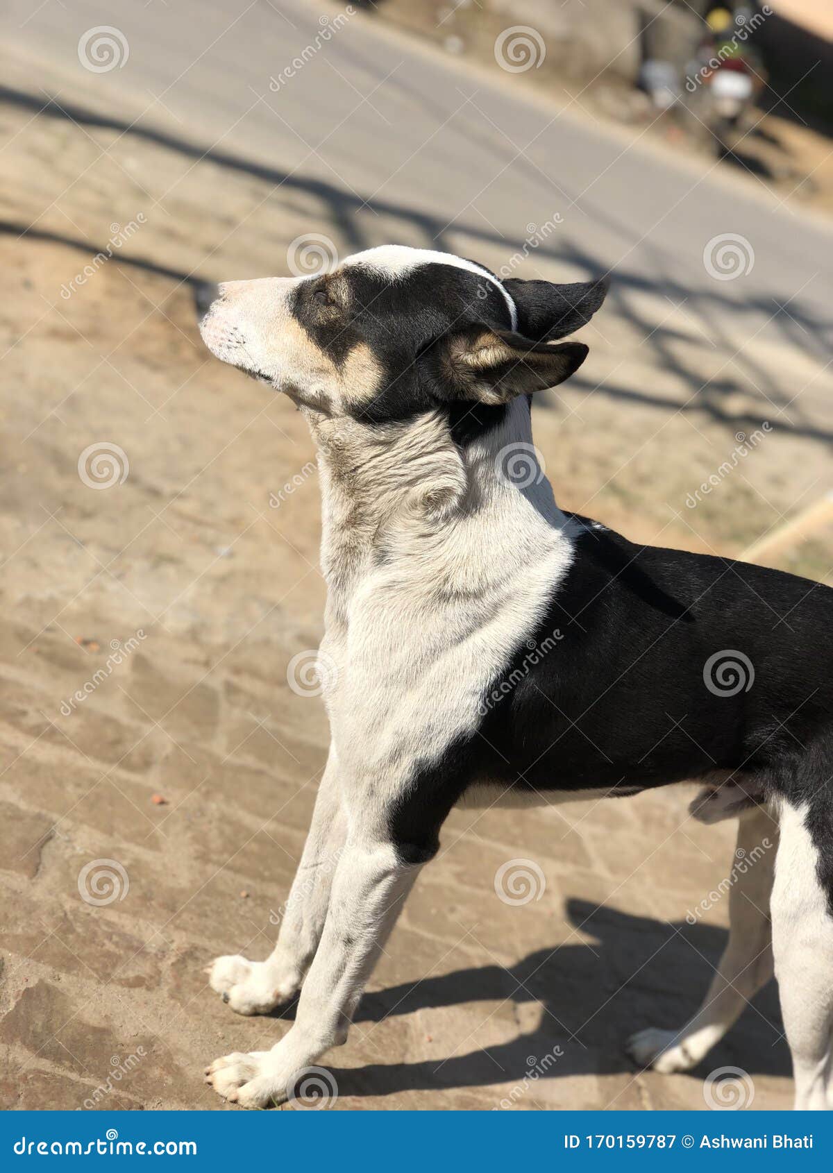 Indian Bread Small Puppy White Stock Image - Image of animal, hooka ...