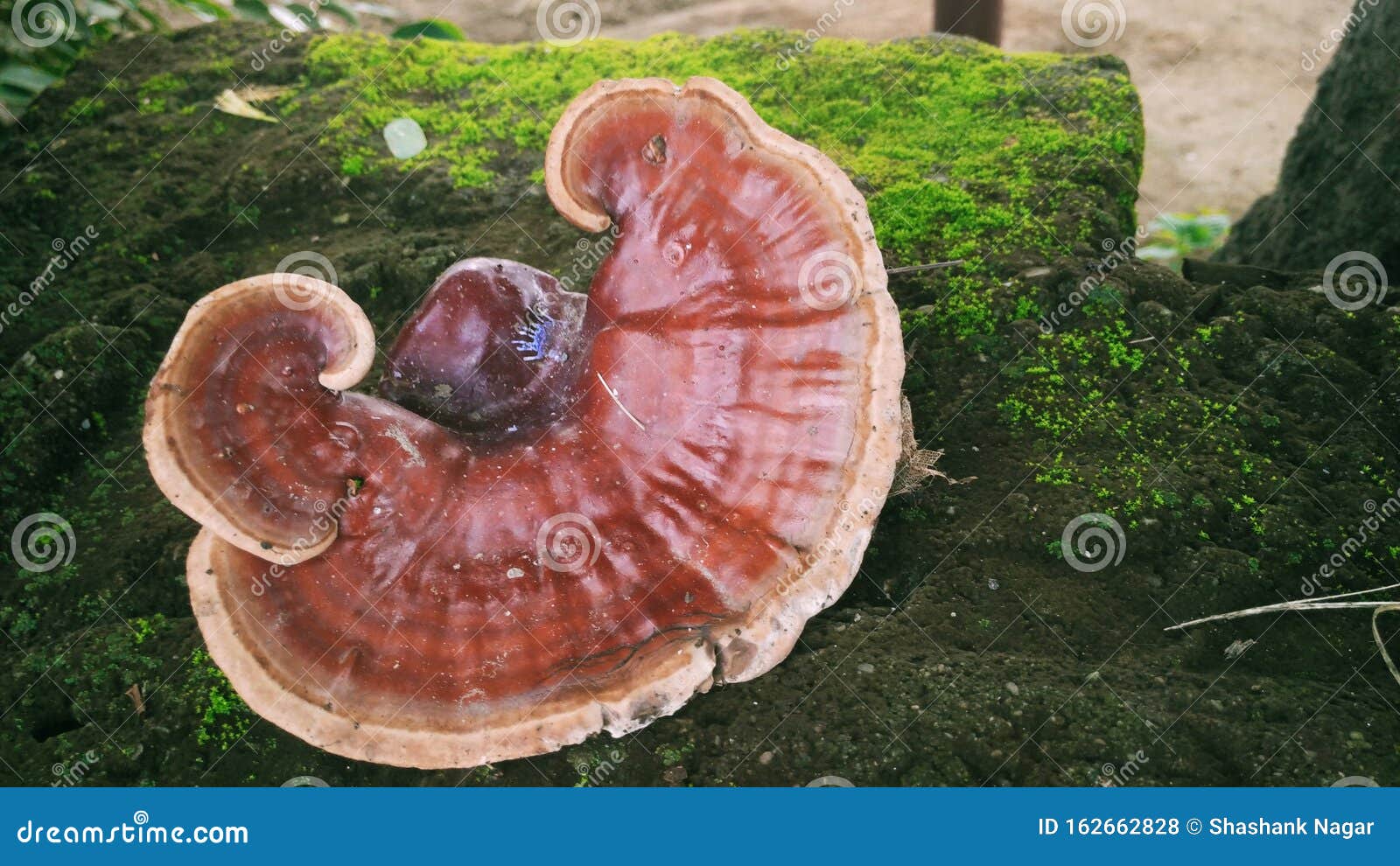 Brown Ganoderma Mushroom stock photo. Image of shapes - 162662828