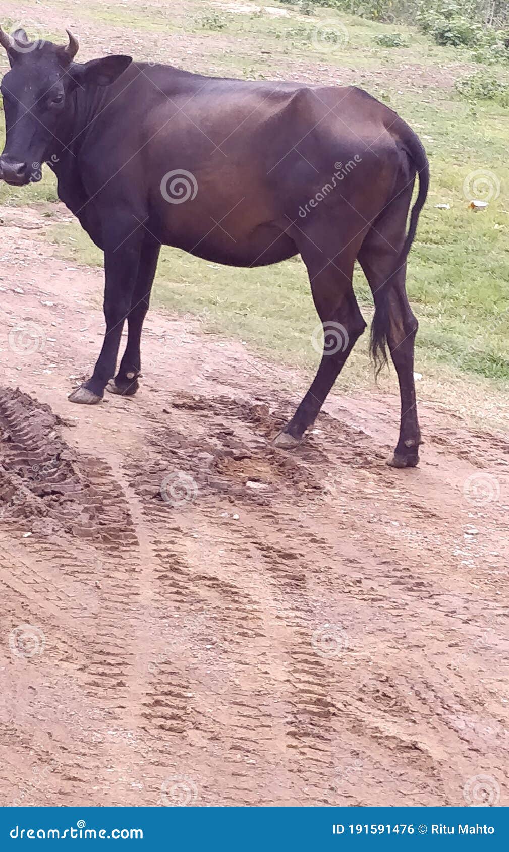 Indian Brown Color Domestic Pigeon Standing On One Foot In The Open ...