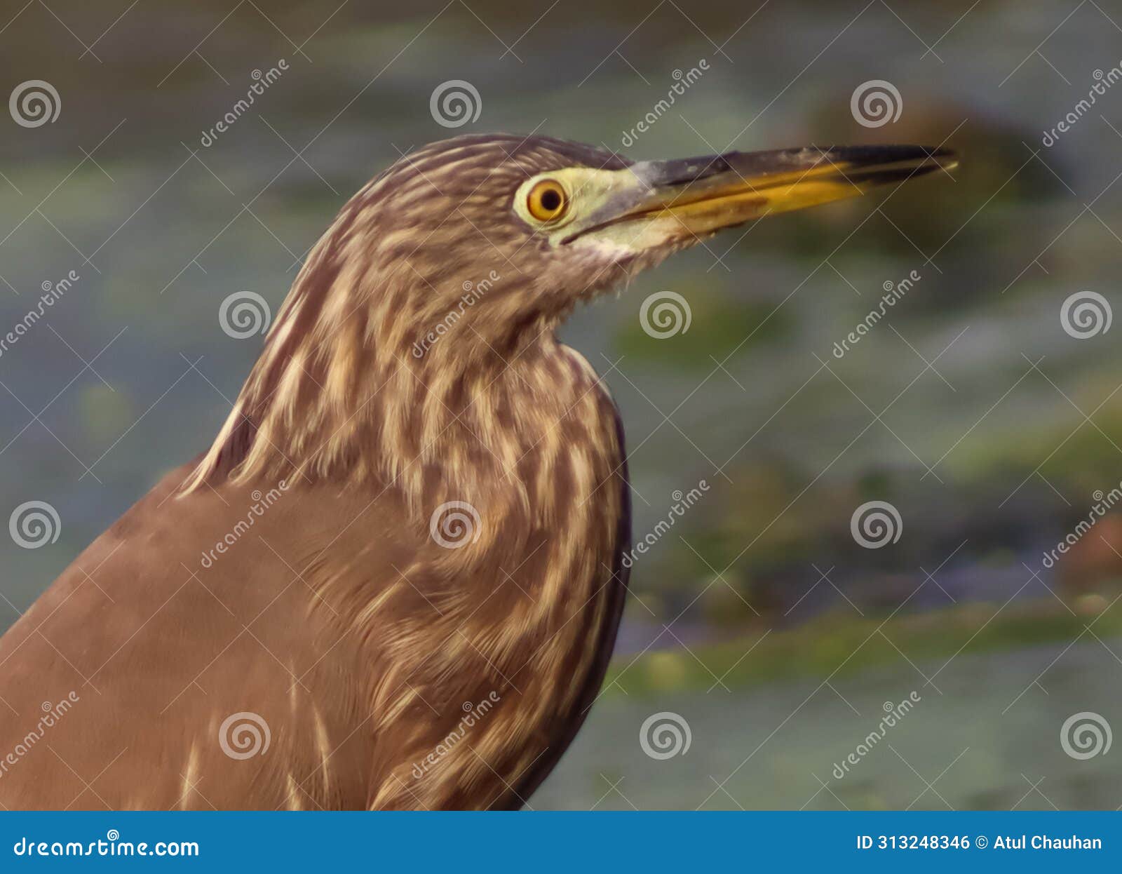 Indian Brown Heron Bird Closeup Face Stock Photo - Image of hunter ...