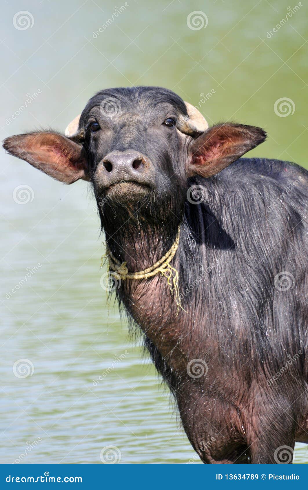 Indian buffalo stock image. Image of ears, waterbuffalo - 13634789