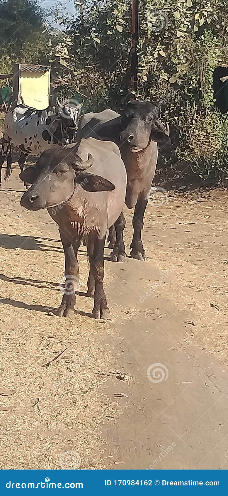 This is Indian buffalo stock photo. Image of indian - 170984162