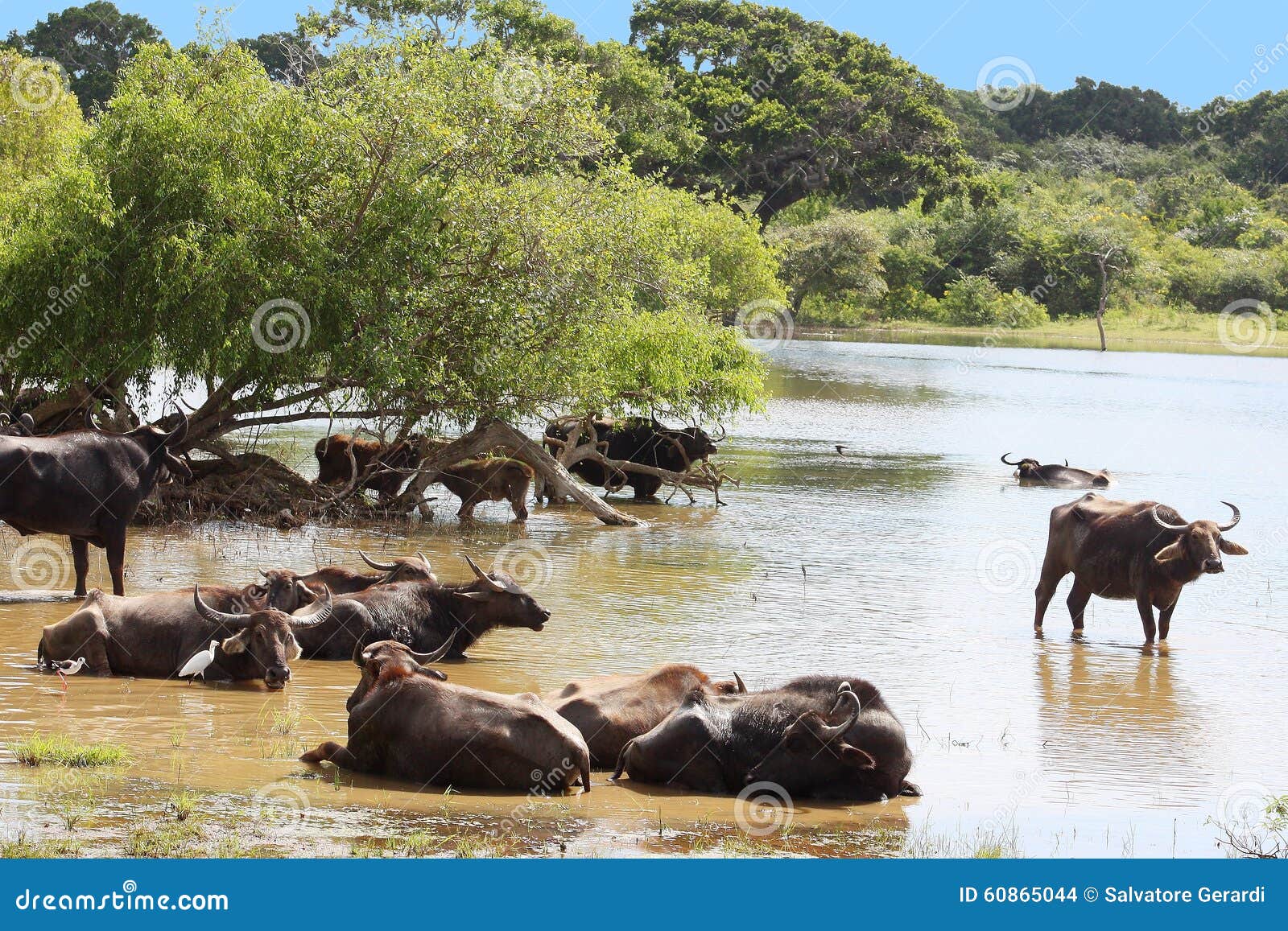 Indian Buffalo Bathing in the River Yala Sri Lanka Stock Photo - Image ...