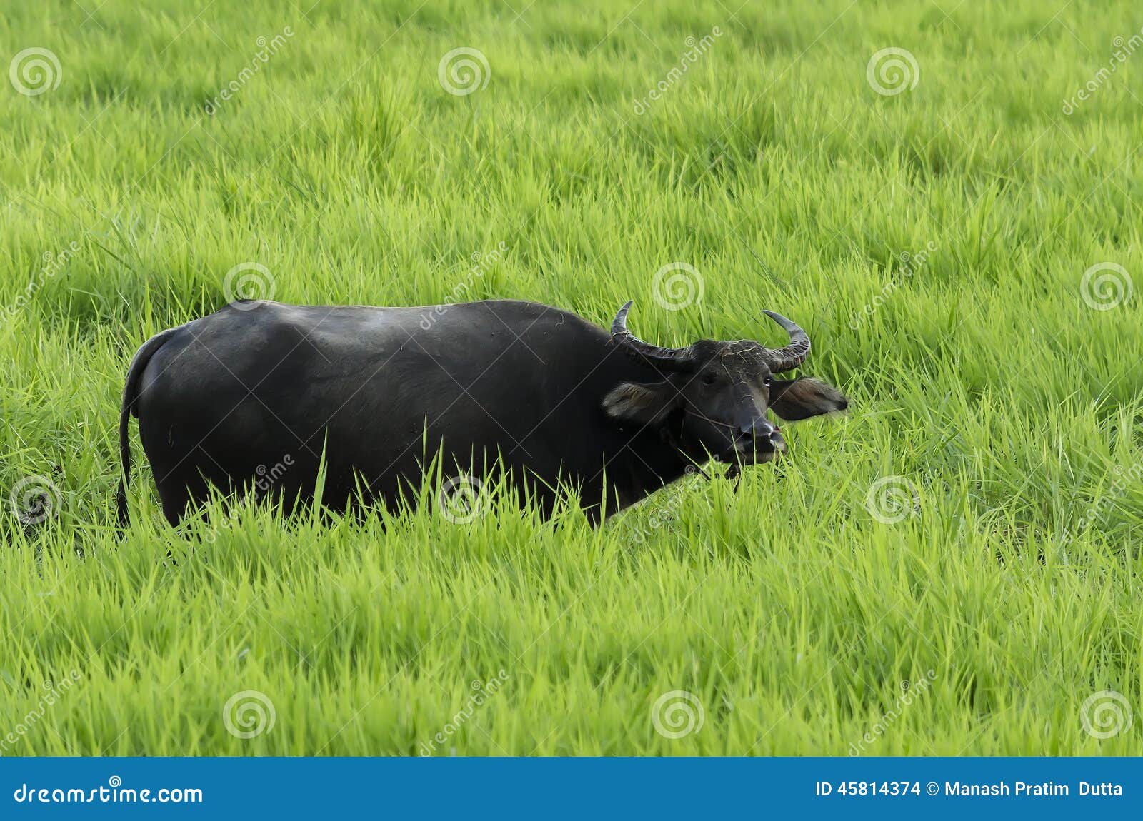 Indian buffalo stock photo. Image of gazing, environment - 45814374