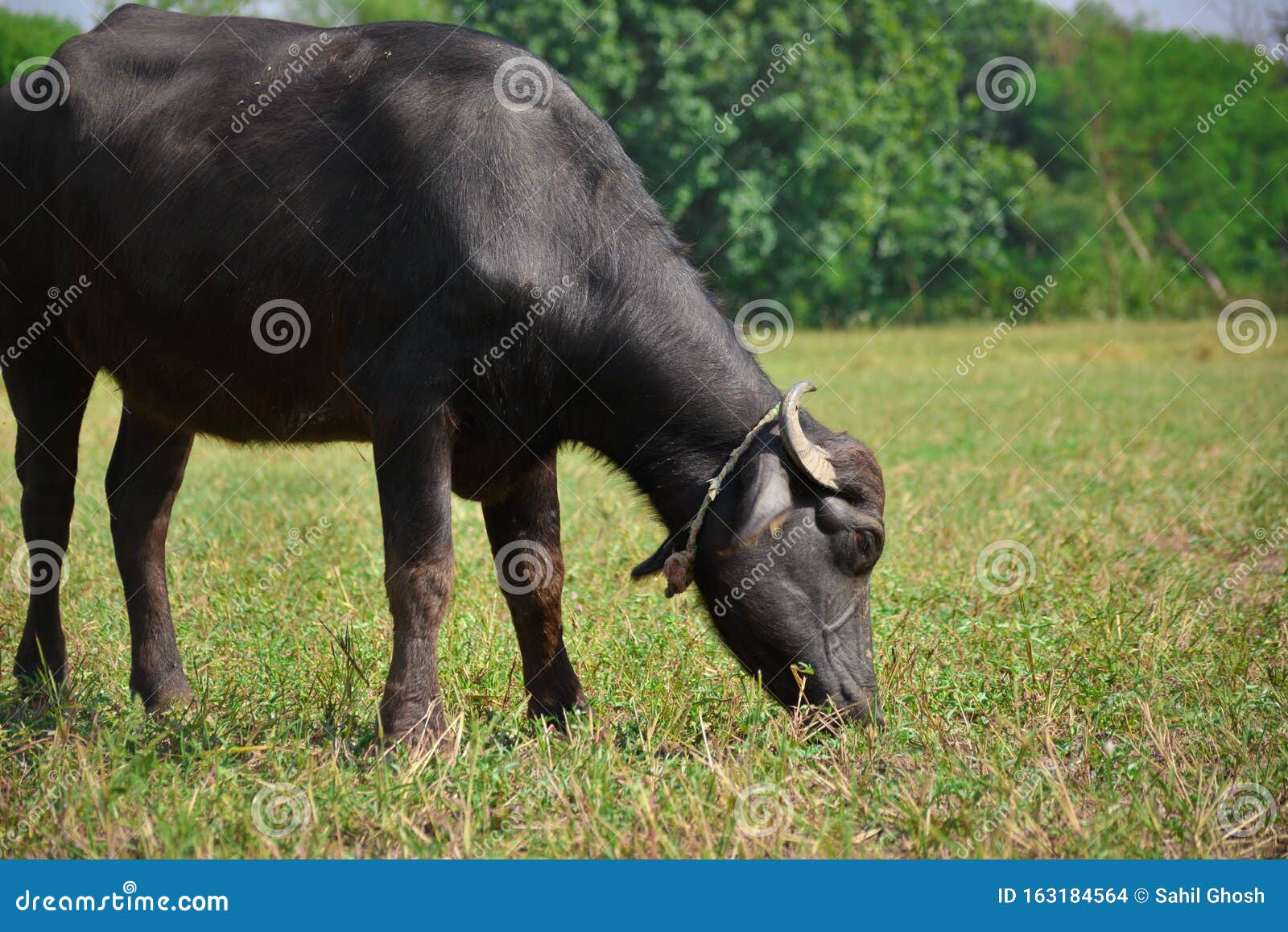 Indian Buffalo Stock Photos - Download 1,906 Royalty Free Photos