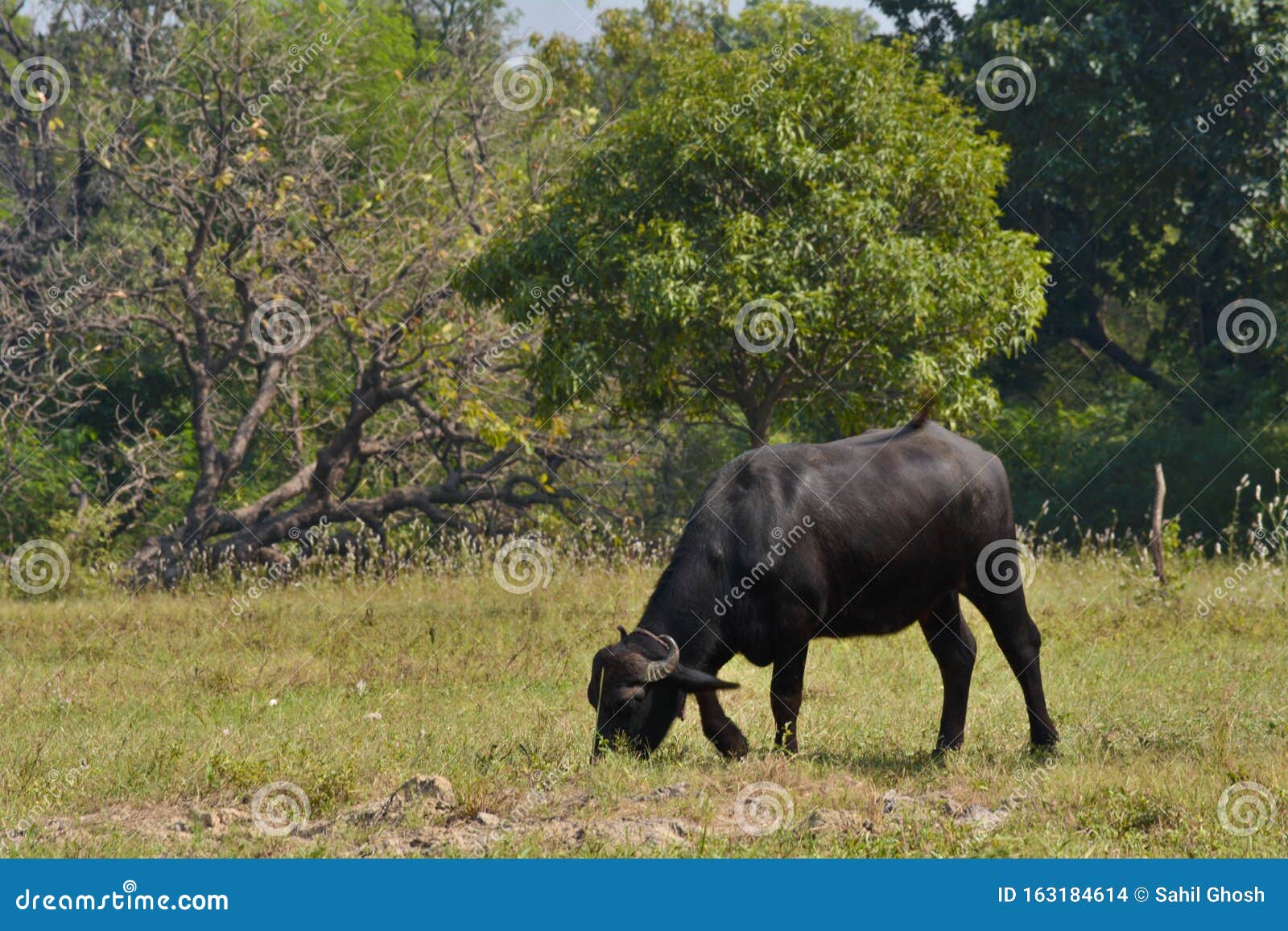 Indian Buffalo Grazing in the Meadow. Stock Photo - Image of horn, bull ...