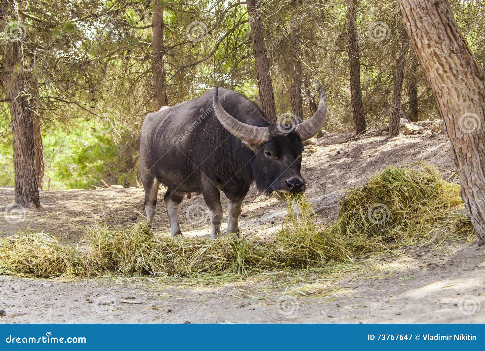 The Indian buffalo stock image. Image of national, park - 73767647