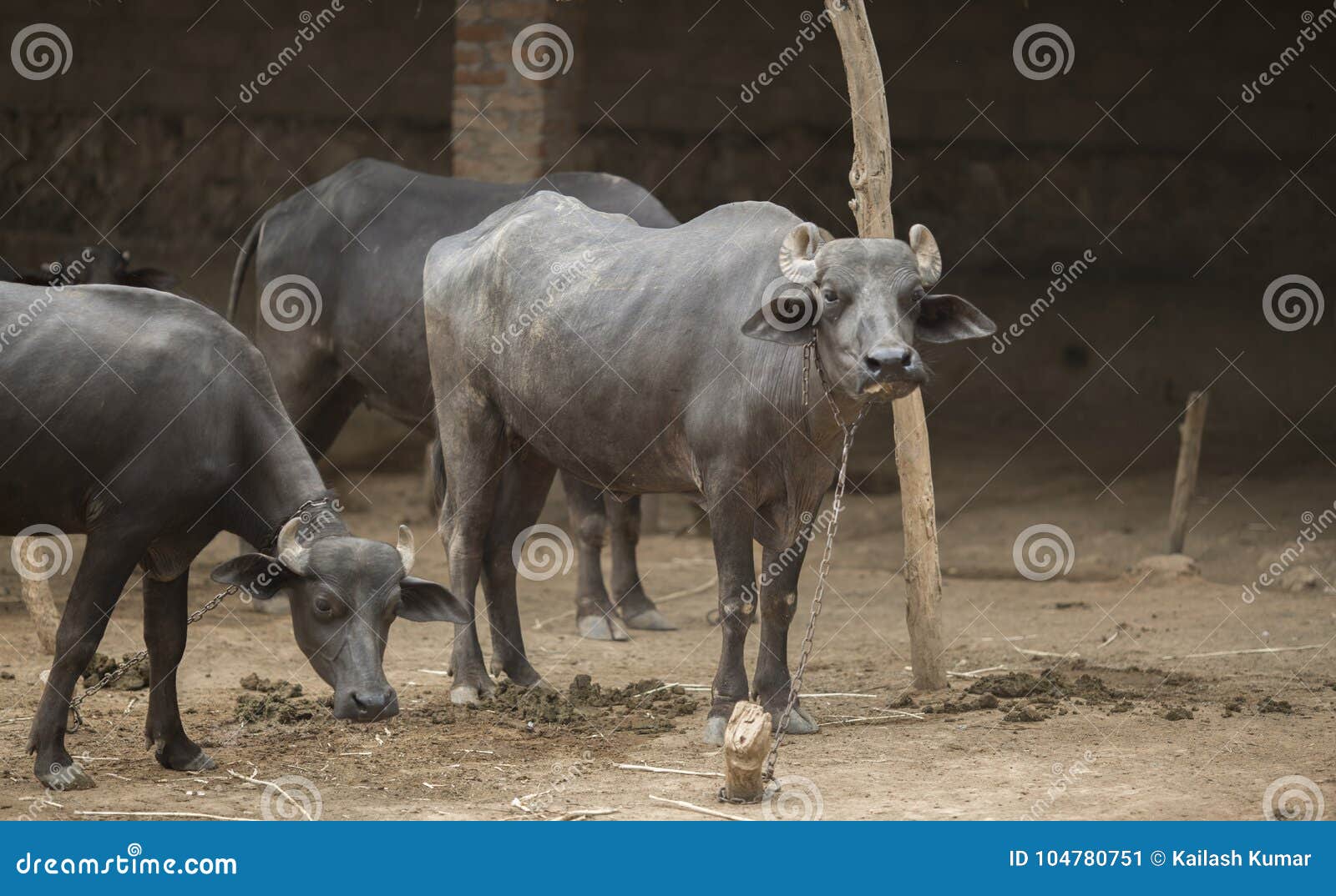 Bhes Stock Photos - Free & Royalty-Free Stock Photos from Dreamstime