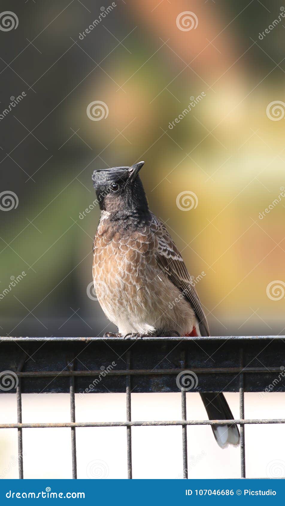 Indian bulbul bird stock photo. Image of bulbul, focus - 107046686