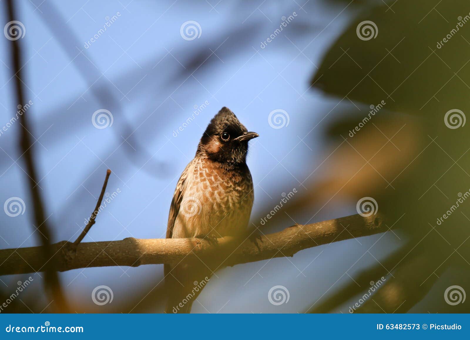 Indian bulbul bird stock image. Image of focus, tree - 63482573