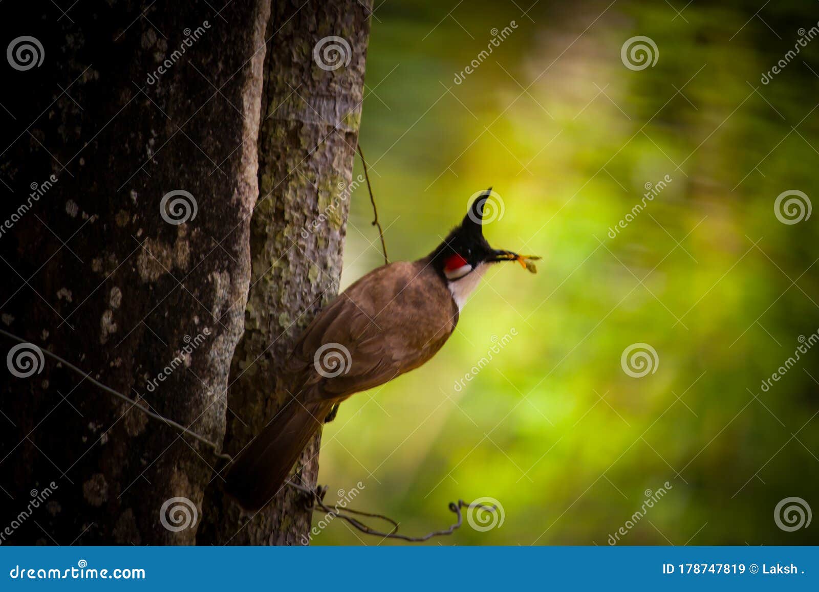 Indian Bulbul Bird Caught it& X27;s Insect Stock Image - Image of ...