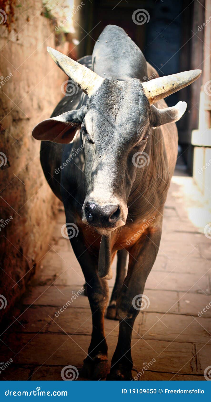 An Indian Bull in Varanasi Alleys Stock Photo - Image of indian, bulls ...