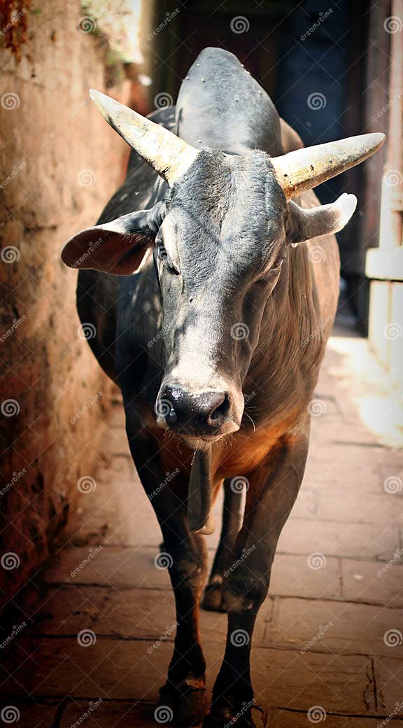 An Indian Bull in Varanasi Alleys Stock Photo - Image of indian, bulls ...