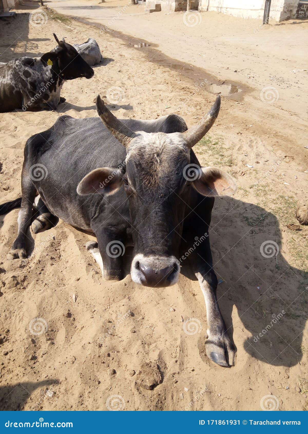 The Indian Bull at Ajeetgarh Stock Image - Image of jhunjhunu, eating ...