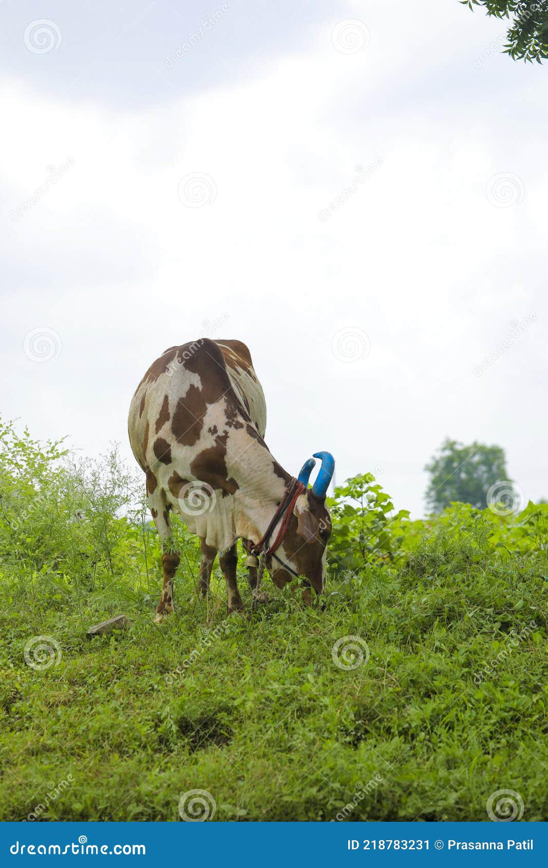 Indian Bull Eating Grass at Farm Stock Image - Image of animals, cattle ...