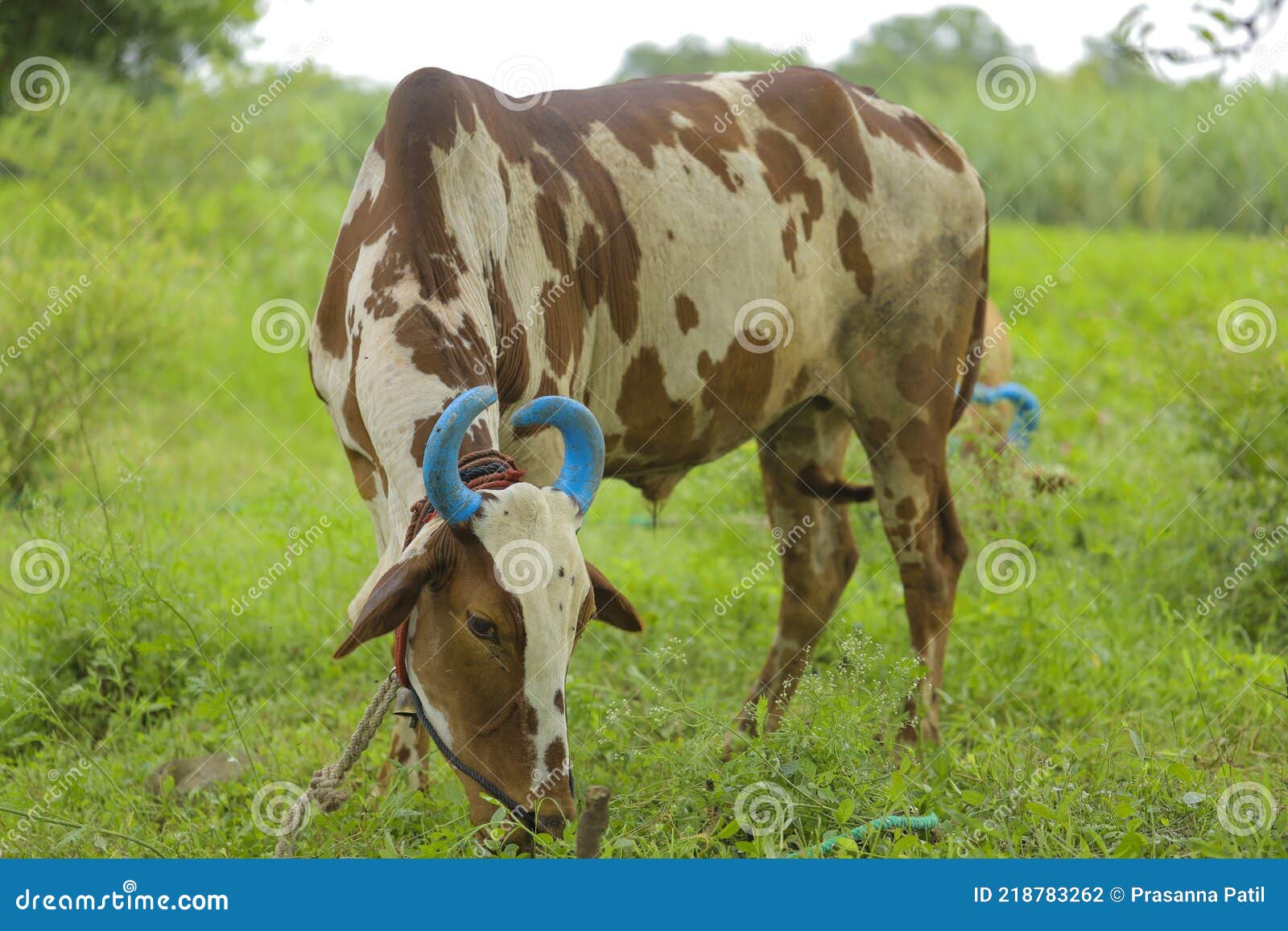 Indian Bull Eating Grass at Farm Stock Photo - Image of farmland, green ...
