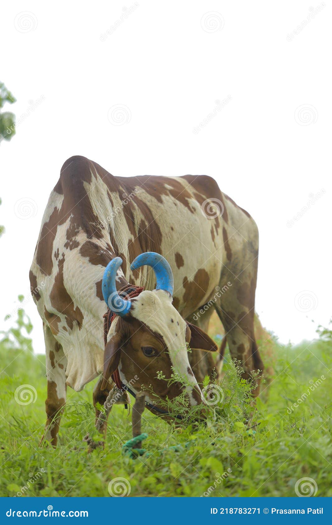 Indian Bull Eating Grass at Farm Stock Image - Image of horn, farm ...