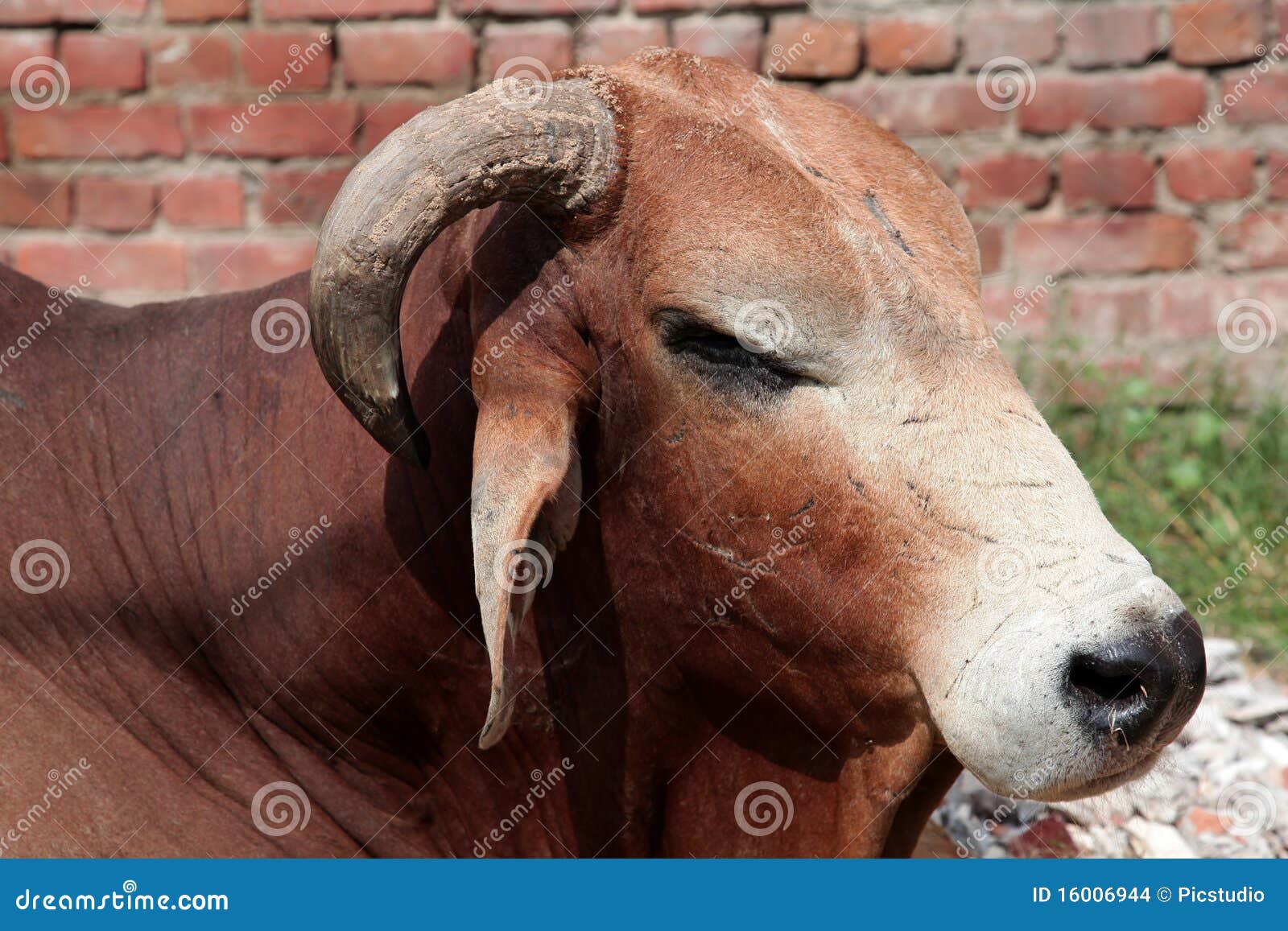 Indian bull face shot stock photo. Image of outdoor, huge - 16006944