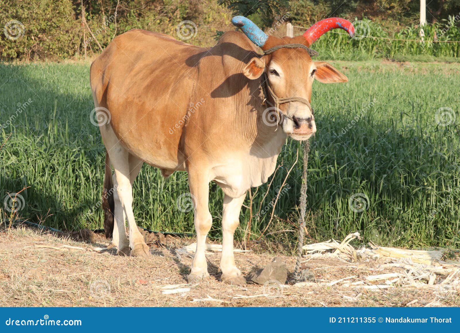 Indian bull in the field stock image. Image of crop - 211211355