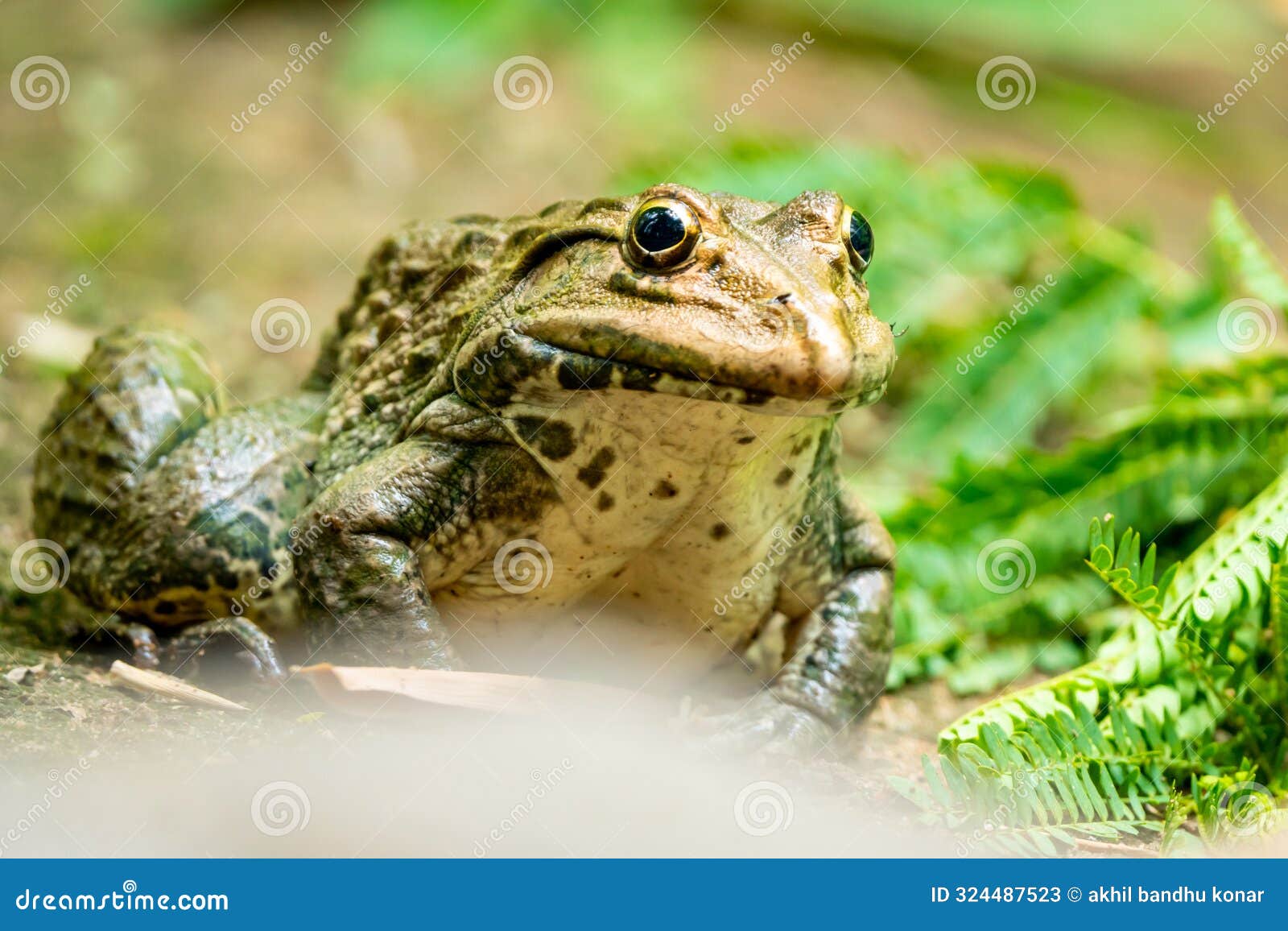 Indian Bull Frog a Huge Frog of India Stock Image - Image of bull ...
