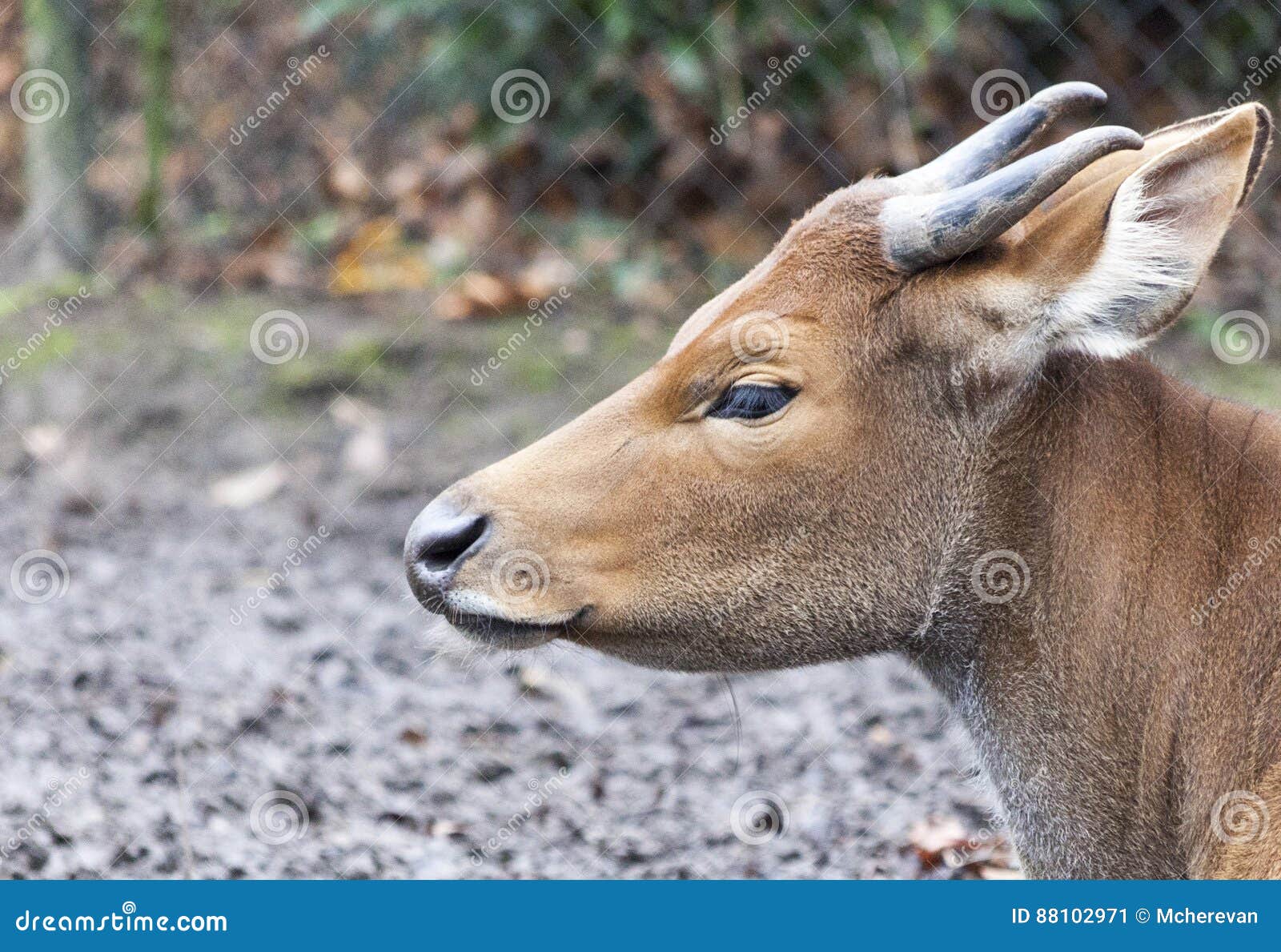 The Indian Bull Head Closeup in Field Stock Image - Image of farm ...