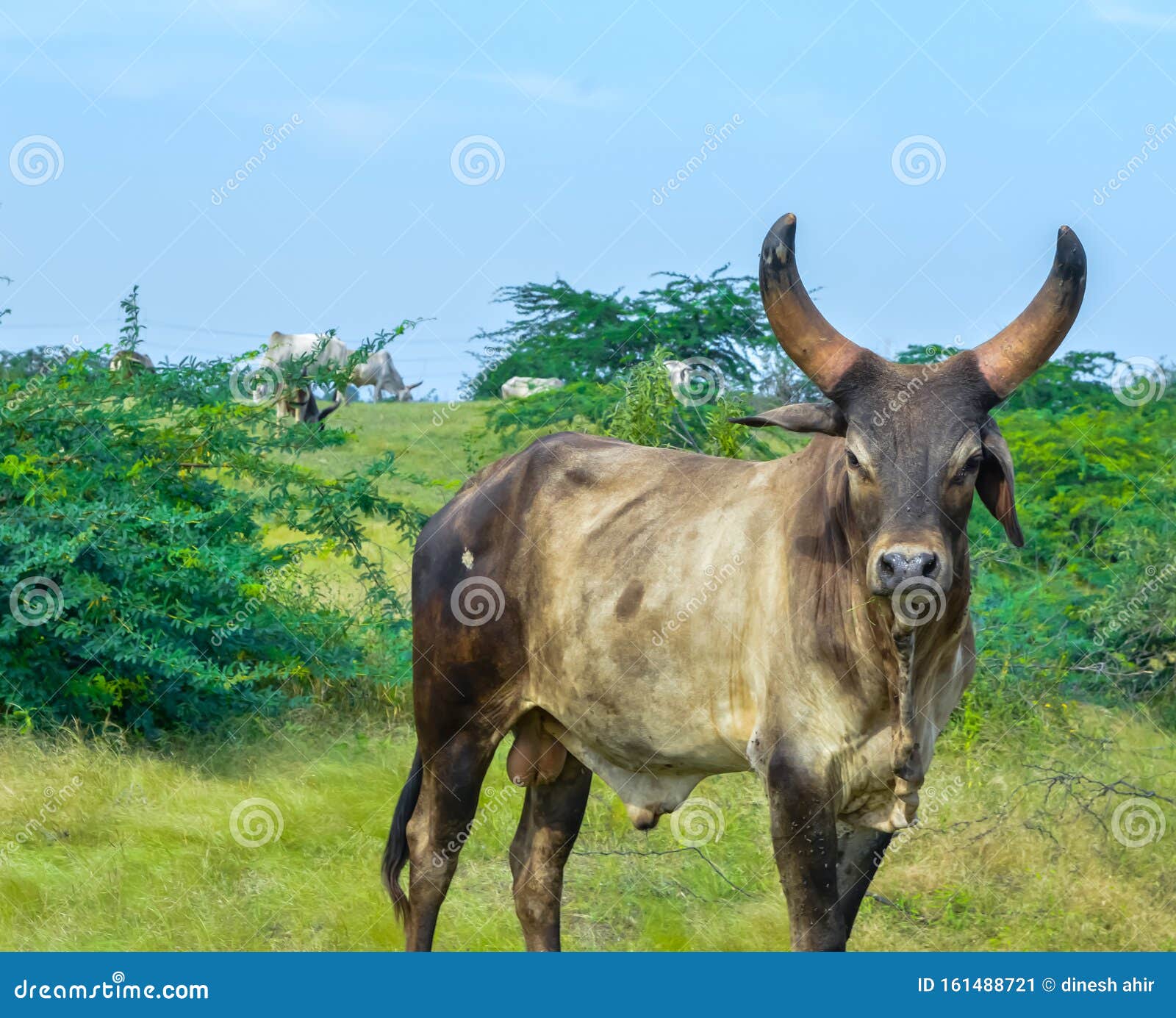 Indian Bull Stock Photos - Download 3,480 Royalty Free Photos