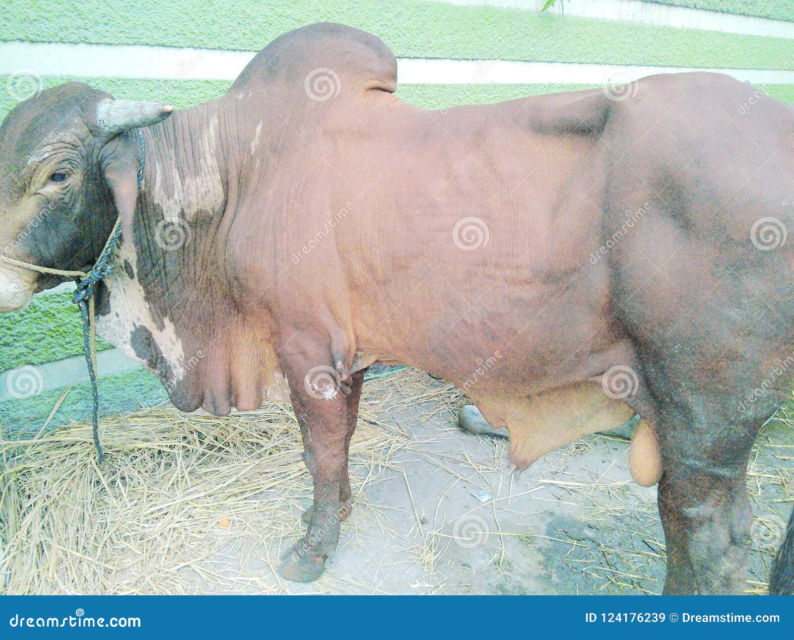 Indian bull stock image. Image of musles, indian, solid - 124176239