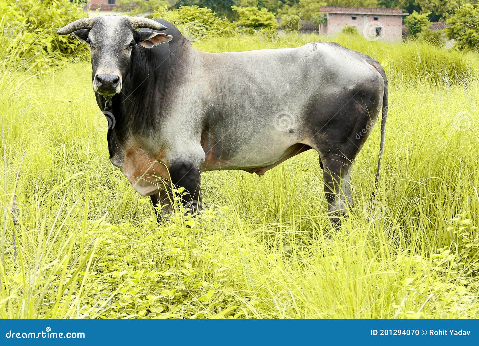 Indian bull stock photo. Image of bull, animal, meadow - 201294070