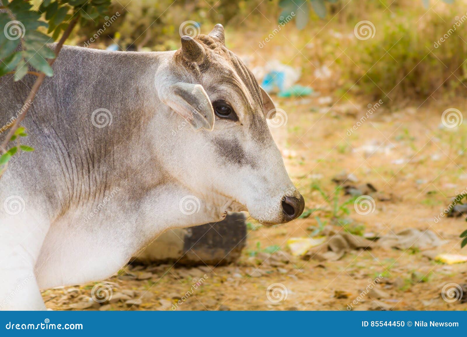 Indian bull stock photo. Image of scene, rajasthan, nature - 85544450