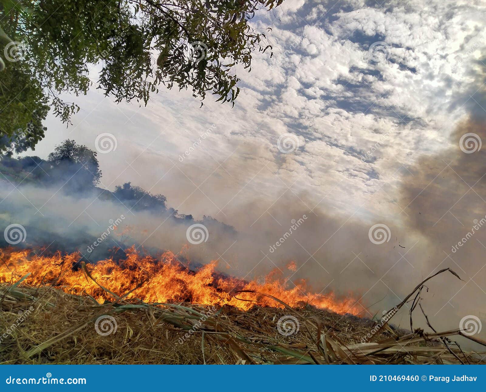 Indian burning farm stock photo. Image of burning, fire - 210469460
