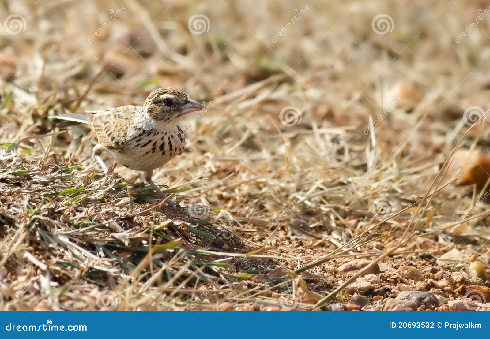 Indian Bush Lark stock photo. Image of small, soil, summer - 20693532
