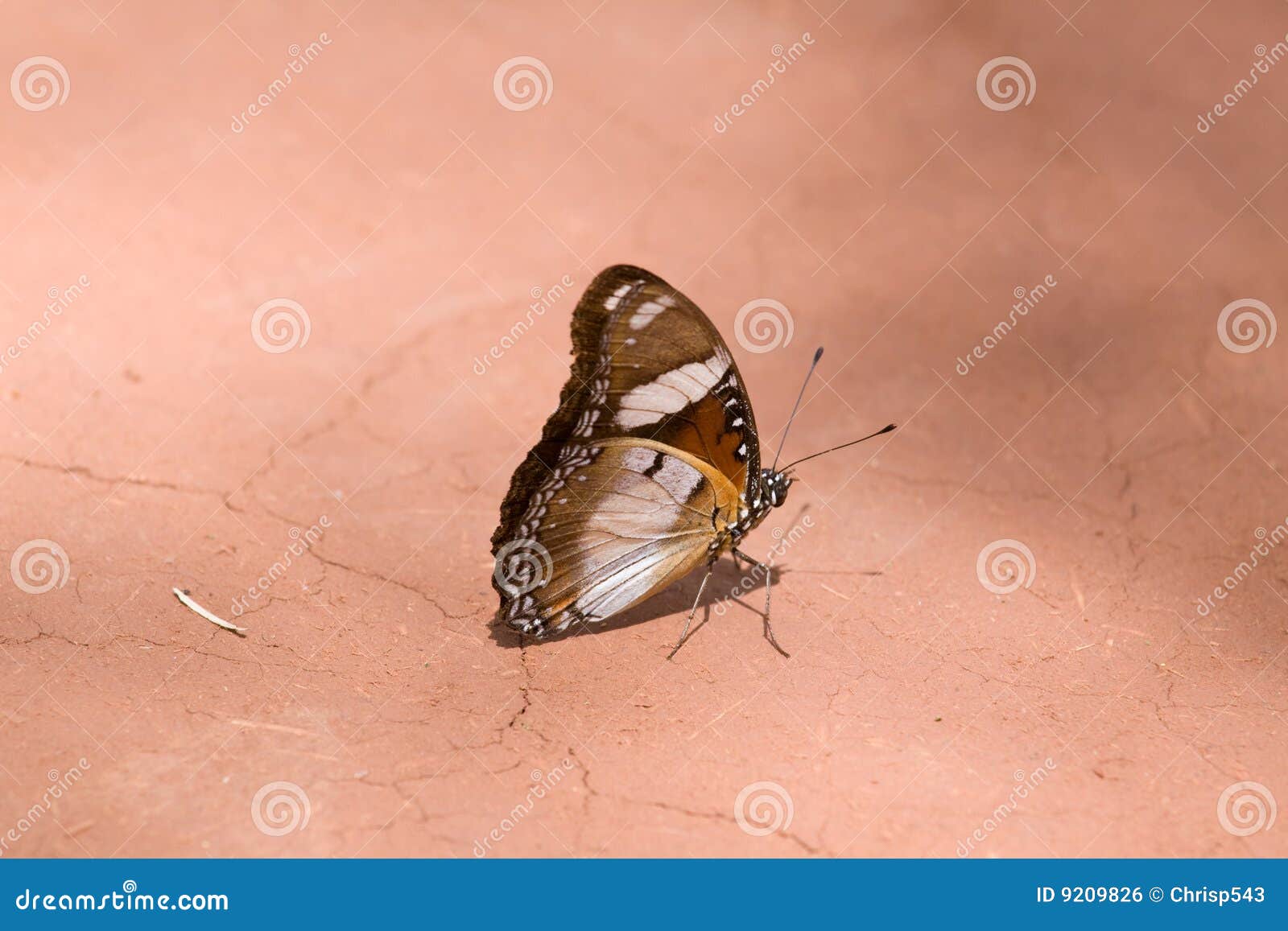 Indian Butterfly stock photo. Image of wing, antenna, beautiful - 9209826