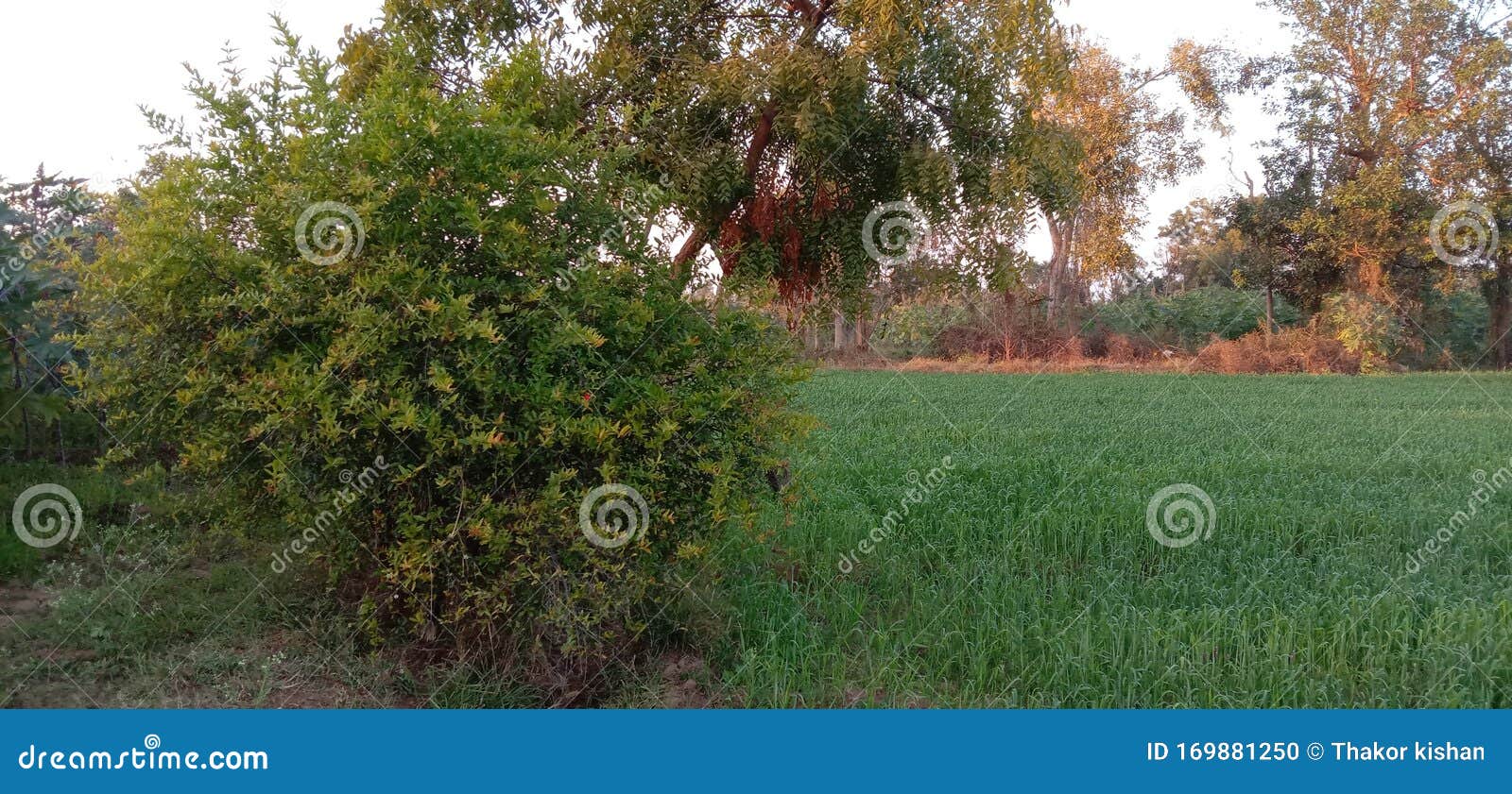 Indian calchar stock photo. Image of indian, beautiful - 169881250