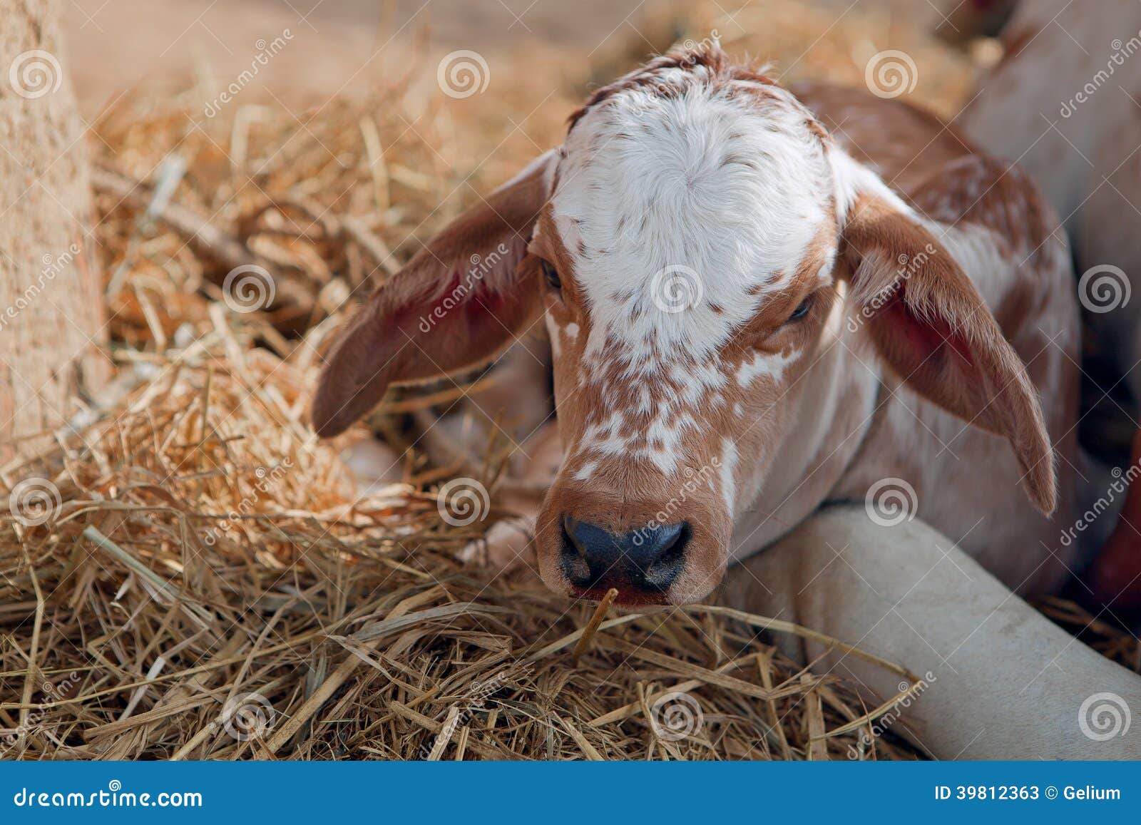 Indian calf stock image. Image of indian, horned, india - 39812363