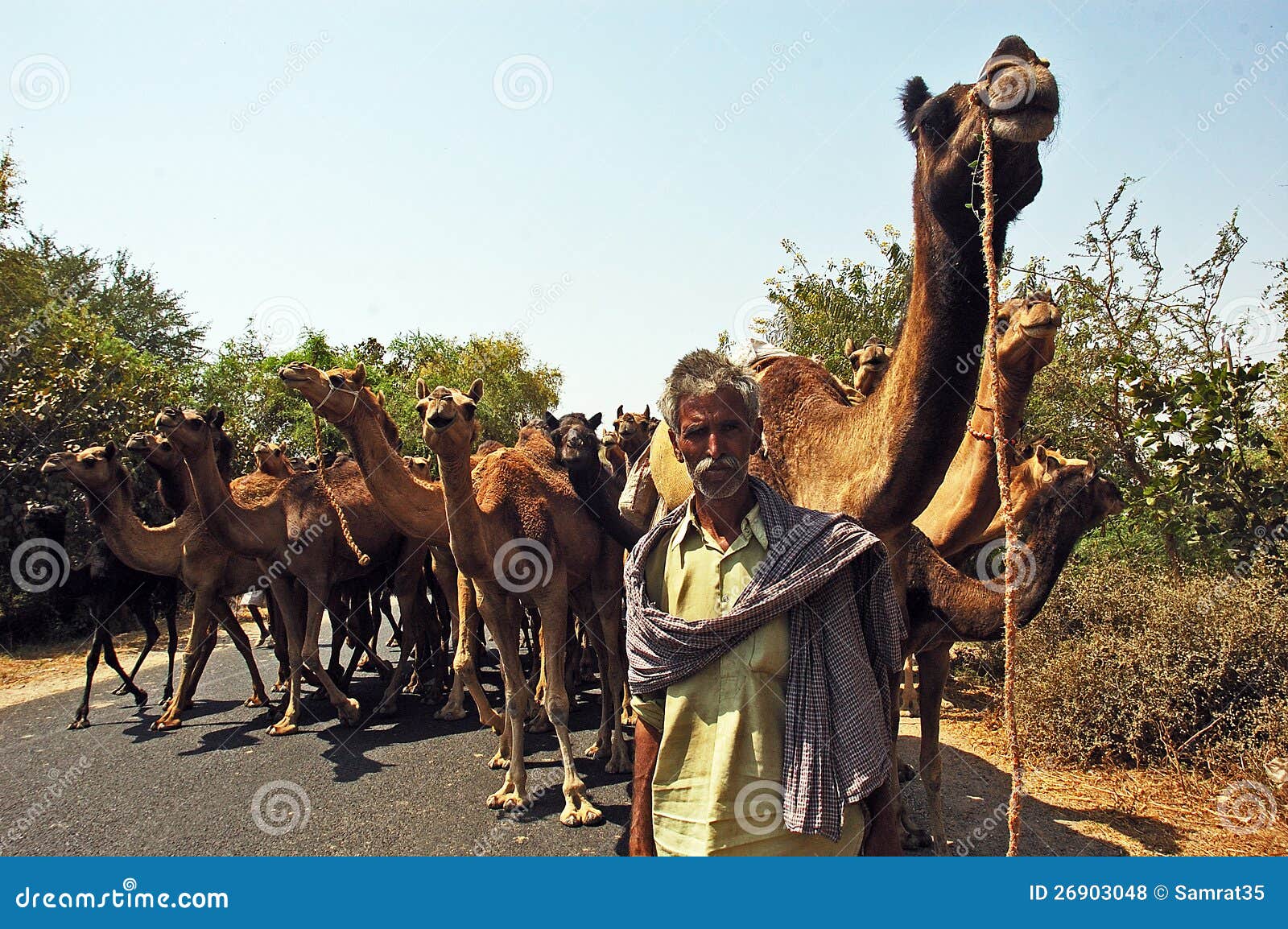 Indian Camel editorial stock photo. Image of open, india - 26903048