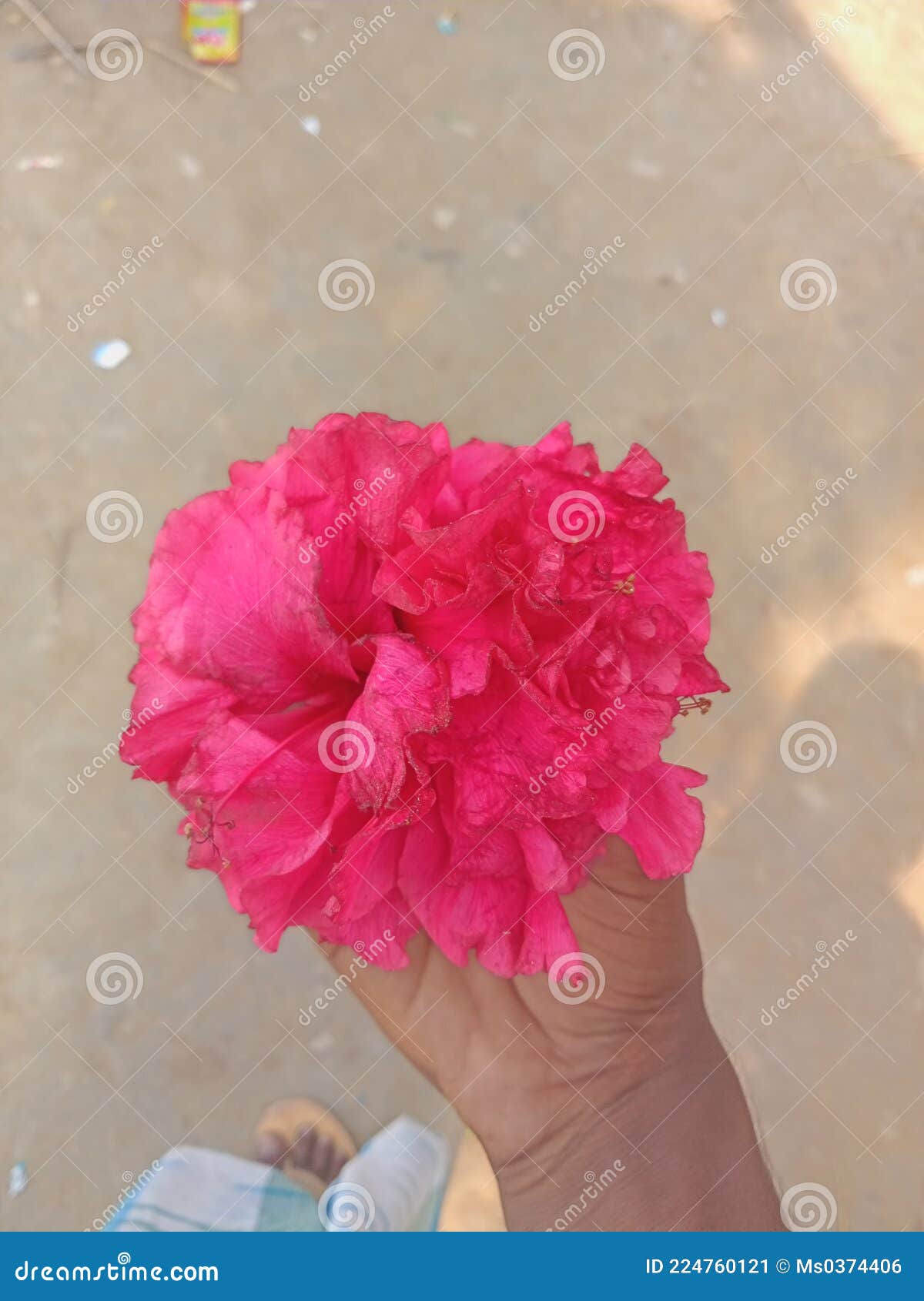 Indian Carnation Flower Useless Flower Stock Image - Image of coroation ...