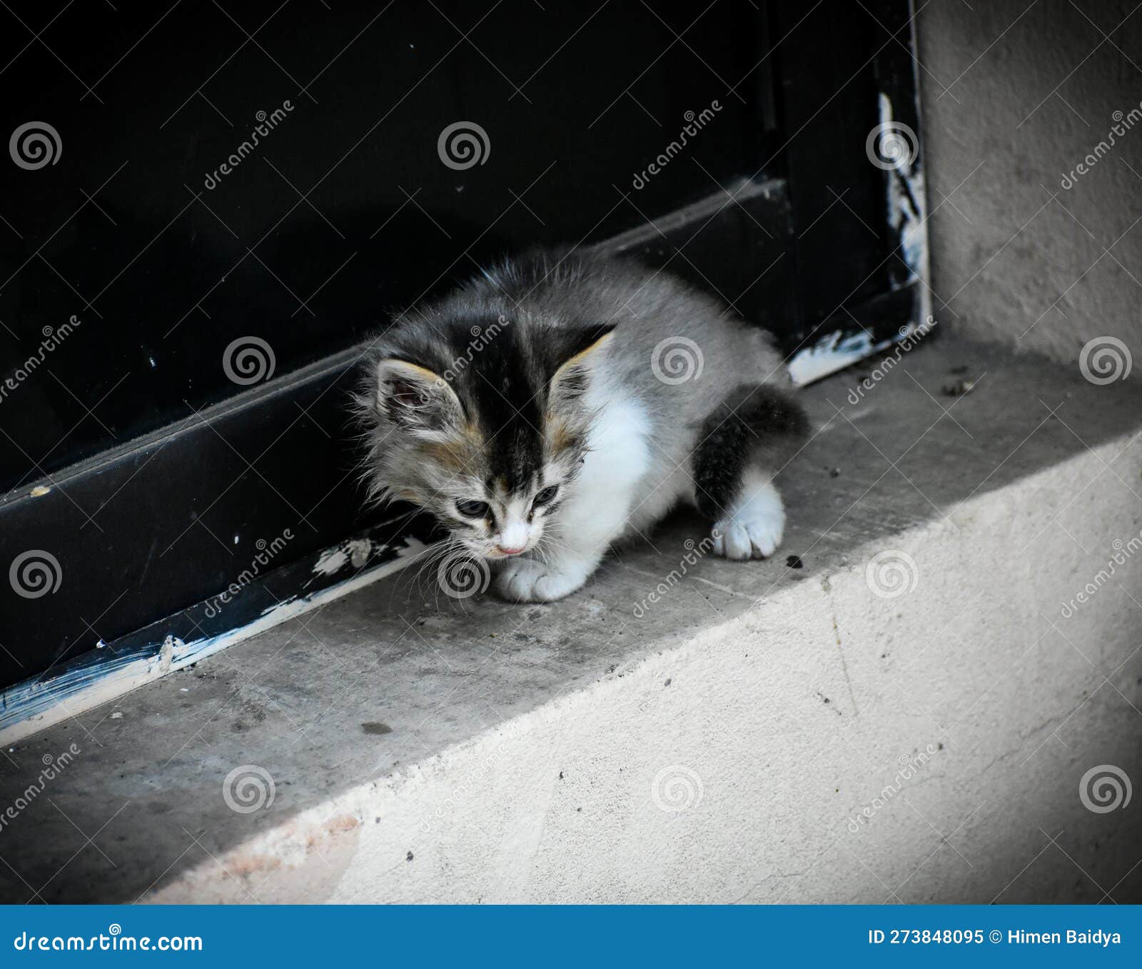 Cat in box stock image. Image of whisker, domestic, kitten - 273848095