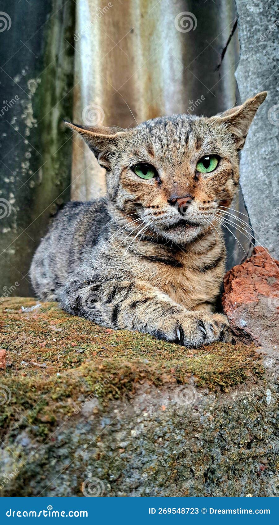 Indian cat stock image. Image of nature, carnivore, tiger - 269548723