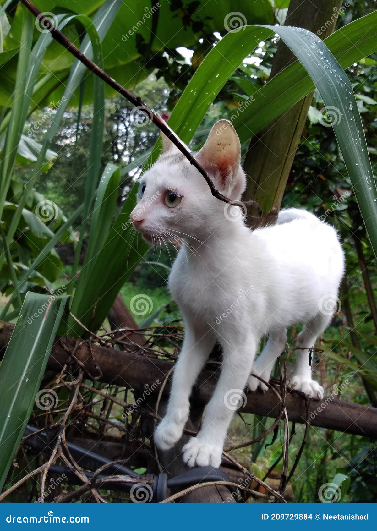 Indian Wight Colour Small Cat Stock Photos - Free & Royalty-Free Stock ...