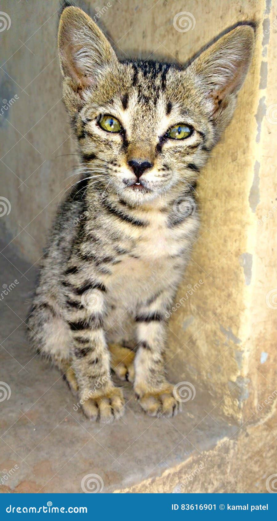 Indian cat stock image. Image of small, beautiful, indian - 83616901