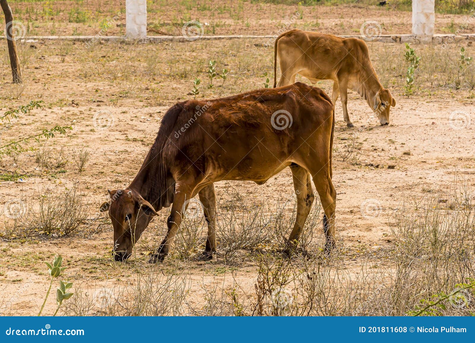Indian Cattle Graze on the Sparse Vegetation in the Thar Desert in ...