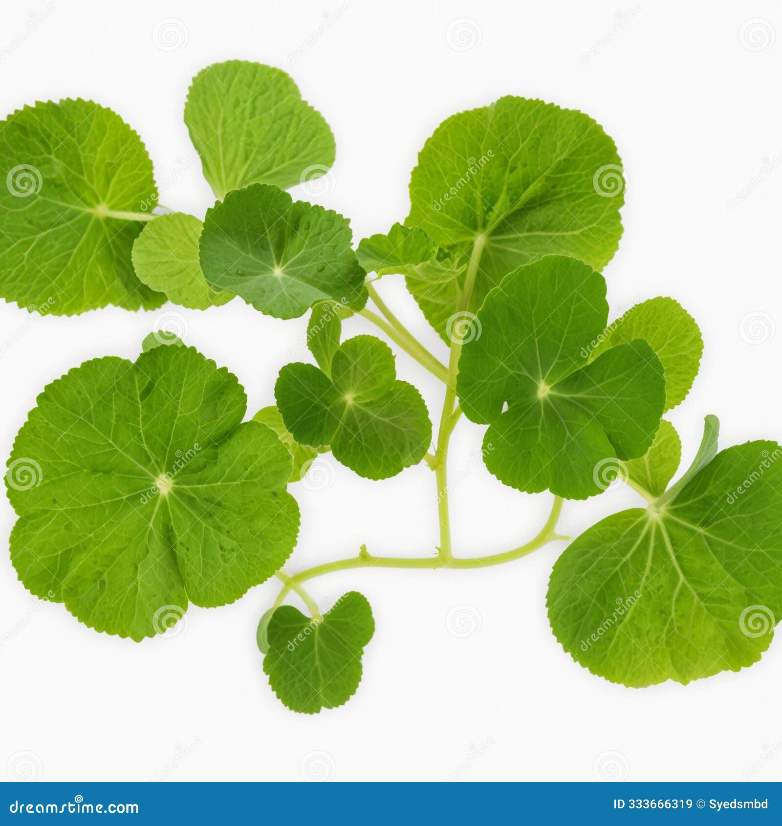 Centella Asiatica Icon Logo Vector Design Template | CartoonDealer.com ...