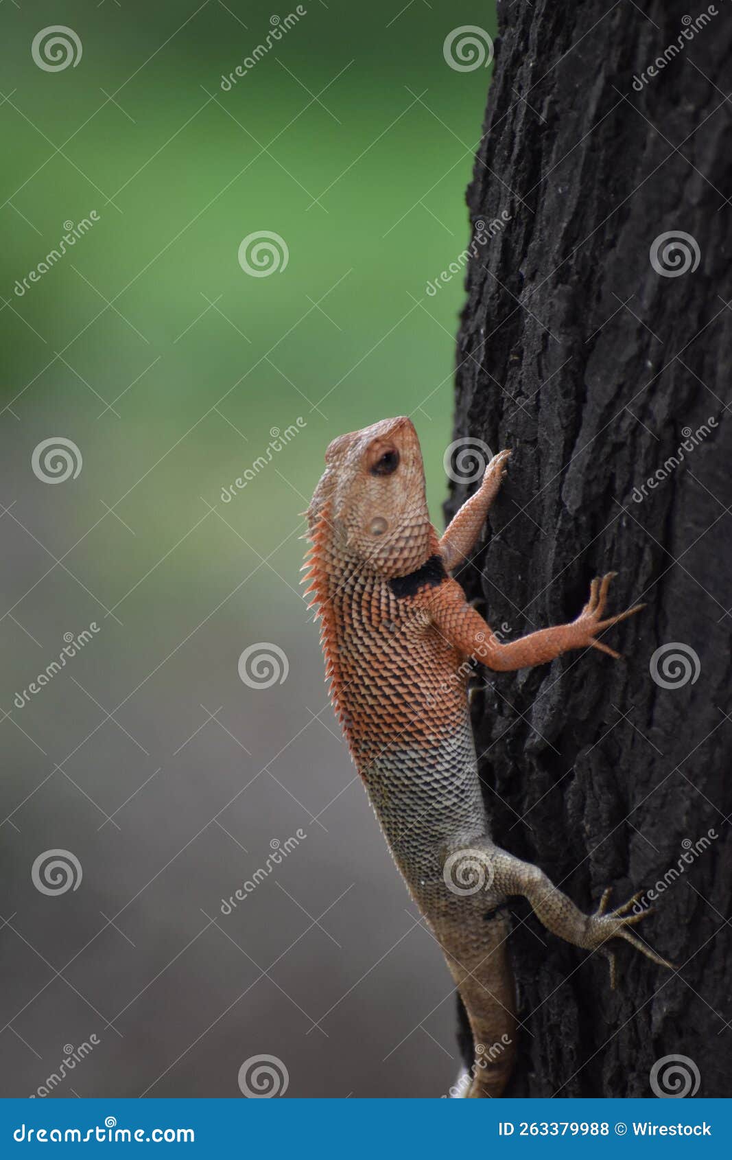 The Indian Chameleon. stock photo. Image of tropical - 263379988