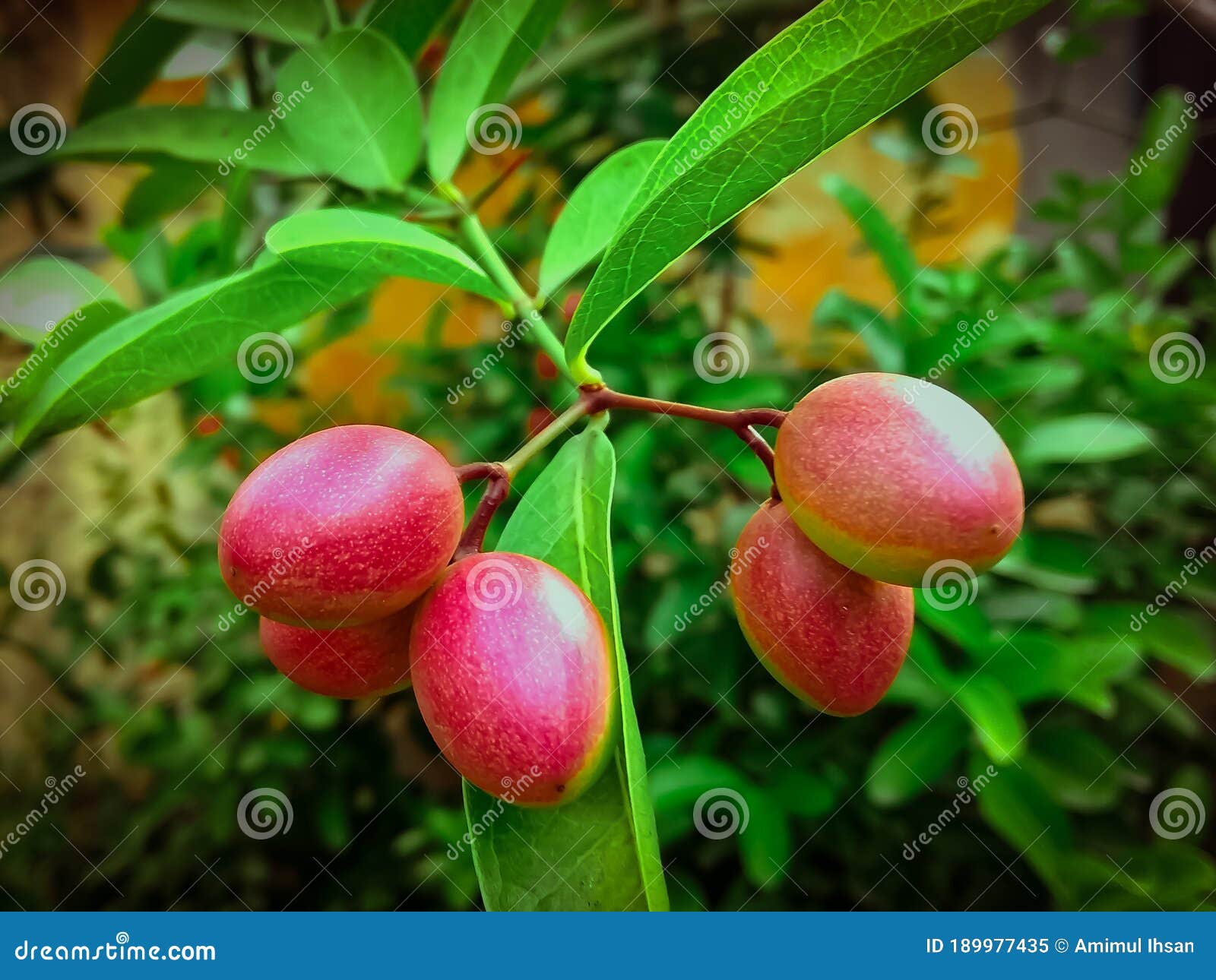 Indian Cherry or Riberry Fruits Hanging on the Tree Stock Image - Image ...