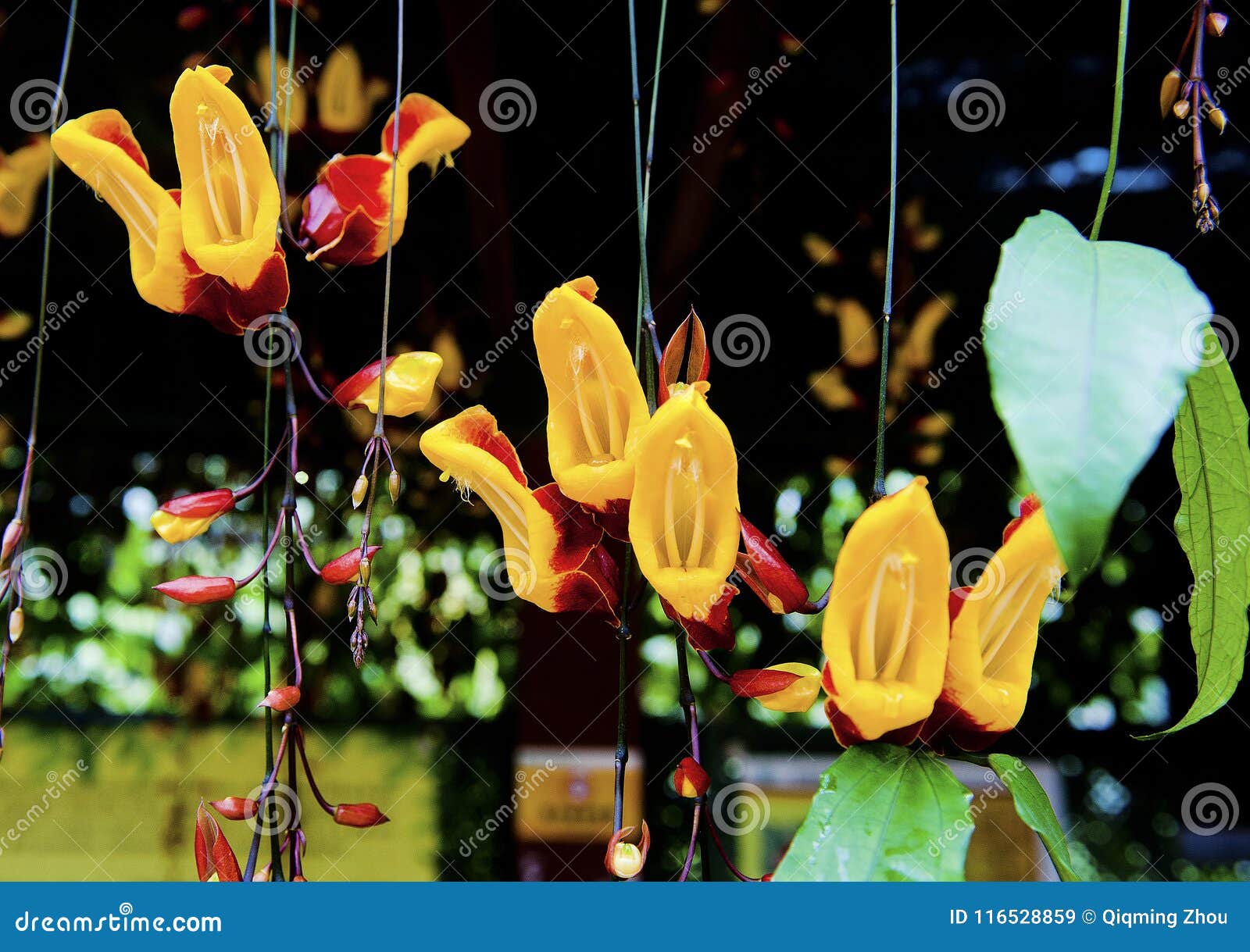 Indian Clock Vine in Flower Stock Image - Image of green, affection ...